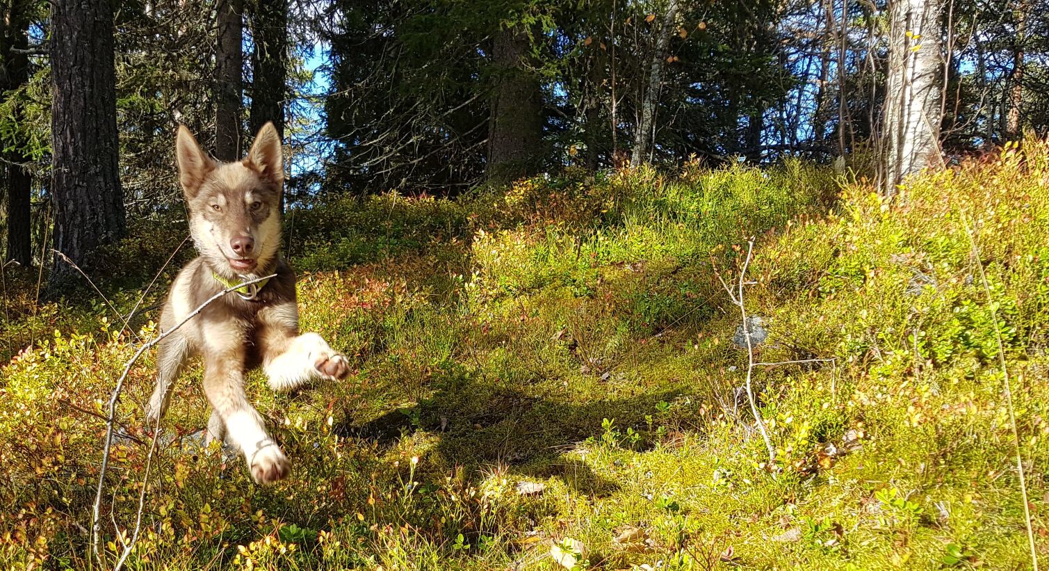 Beito Husky Tours AS - Visit Beitostølen